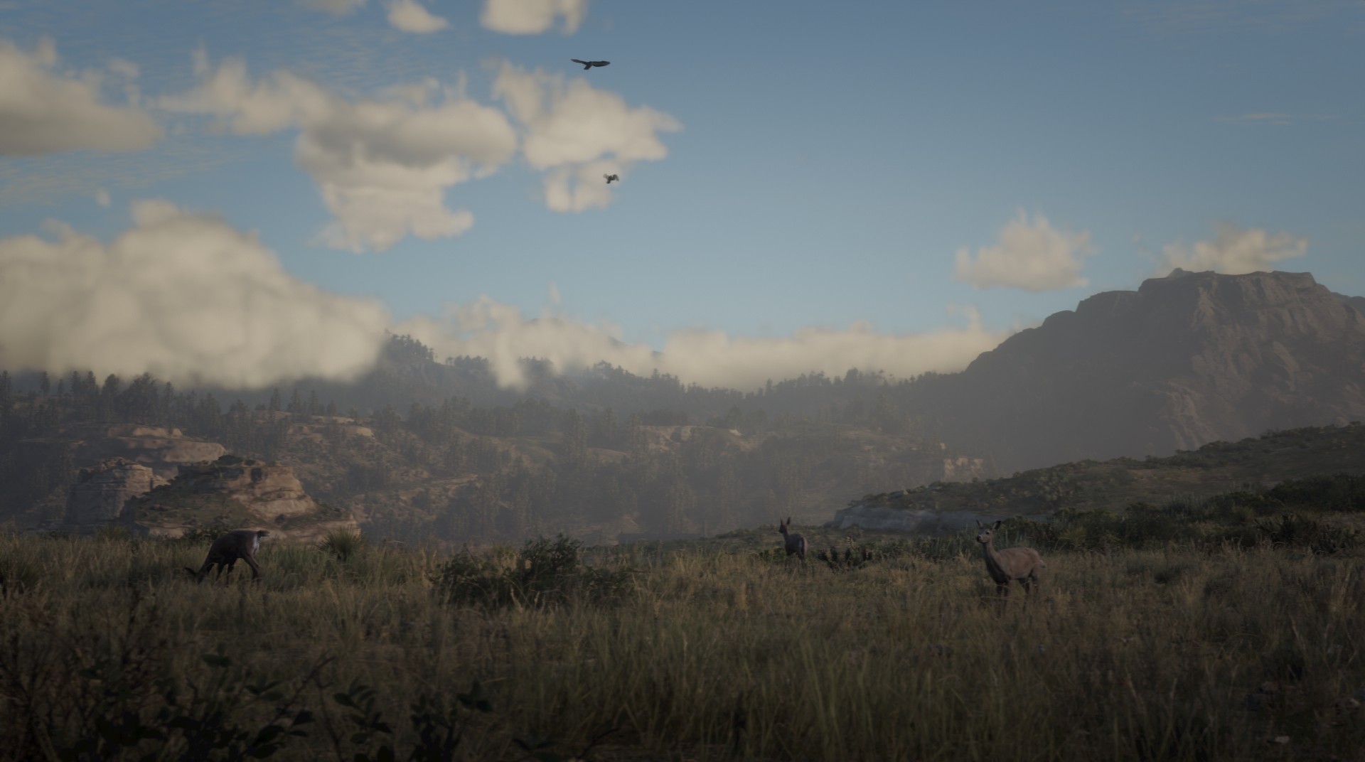 Wild Society - Animal Photography - Red Dead Redemption 2 - GTAForums