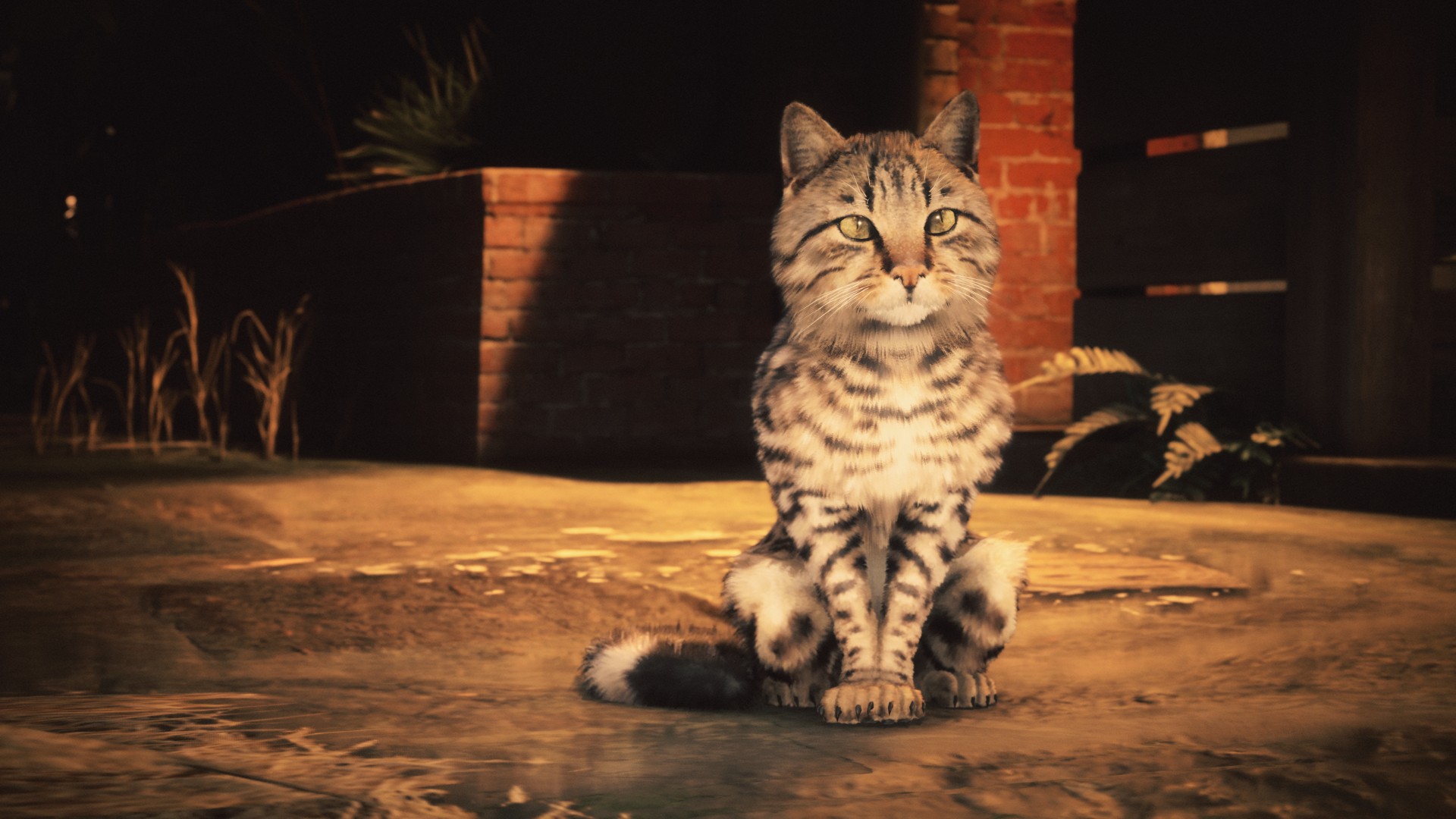 Adorable Kitty Cat by Alycorisc in Red Dead Online - Rockstar Games